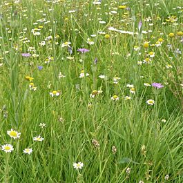 Meadow Mat Traditional | Paving Superstore