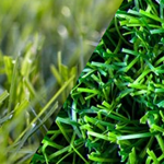 Artificial Grass vs Real Turf
